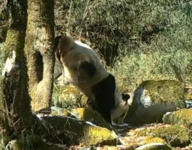 Why do pandas pee upside down?The higher the urine, the stronger it ...