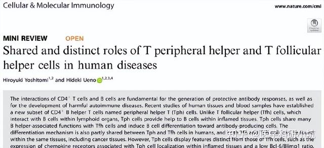 What is the significance of helper T cells? What benefits can it bring ...