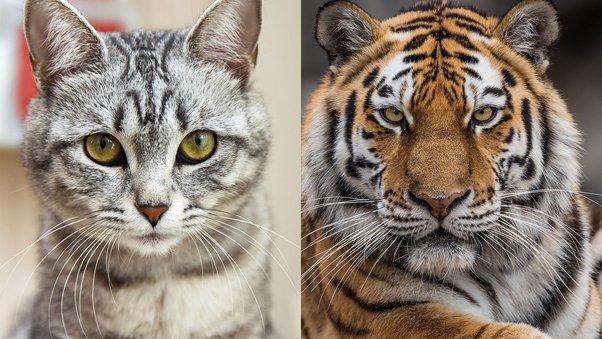 Tigers and cats are both felines. Will tigers eat cats when they see ...