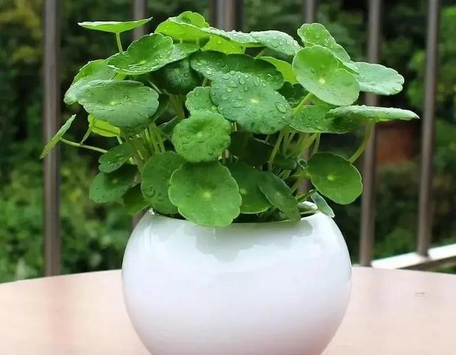 Pay attention to two points of copper coin grass, burst pots and worry ...