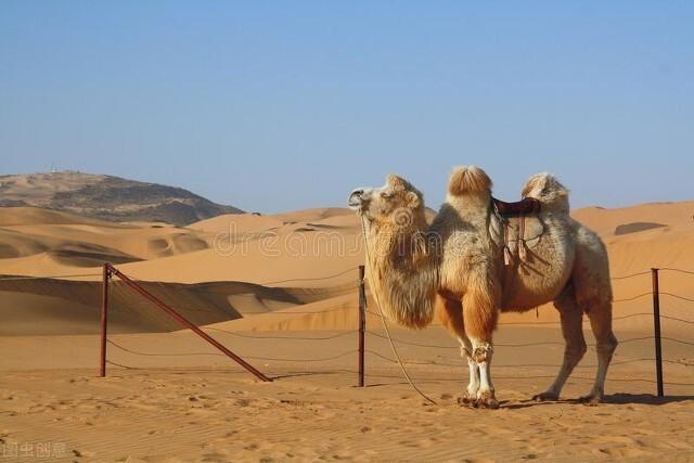 The camel's hump can be bulging or deflated. What is inside? - iMedia
