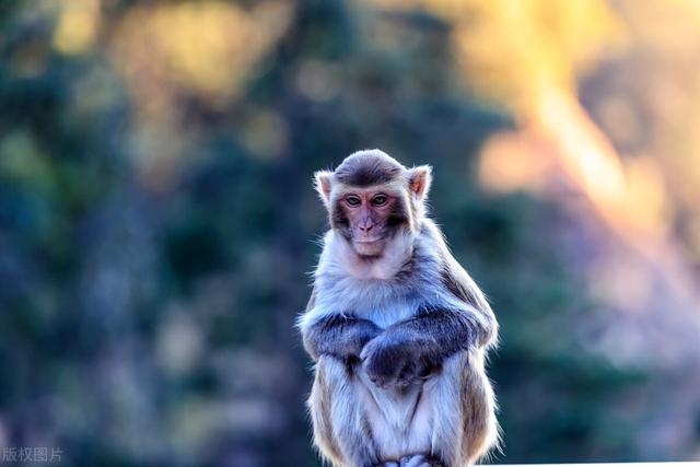 In 1980, monkeys had setbacks in their lives, and they ushered in two ...