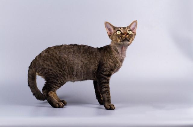 Is the German cat really good, what kind of German cat is good - iMedia