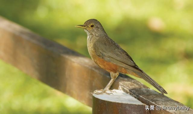 The legend of the world's national bird: Brazil's (BRAZIL) brown ...