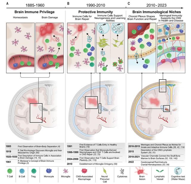 Brain immunity "new cognition" - iMedia
