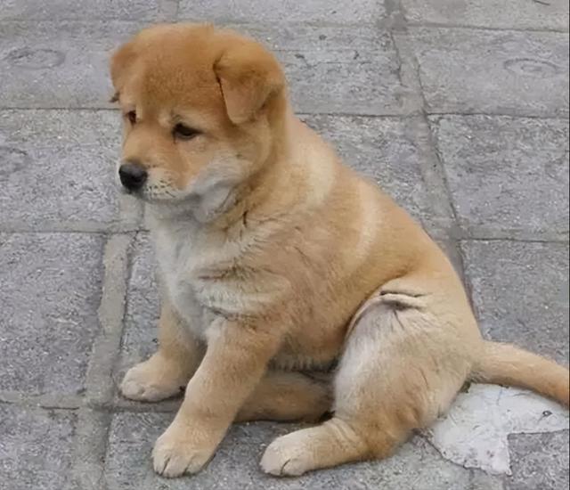 Raise "Shishi Inu" or "Chinese Pastoral Dog"?After reading this, you ...