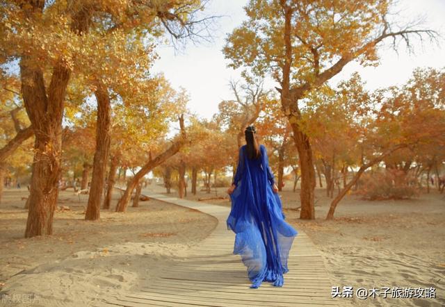 How should Populus euphratica play? What are the delicacies? How to ...