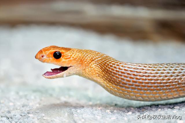 If bitten by a "five-step snake", can five steps kill you?What to do ...