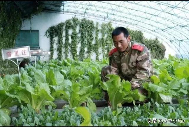 The army's vegetable growers are also majestic posts. They don't need ...