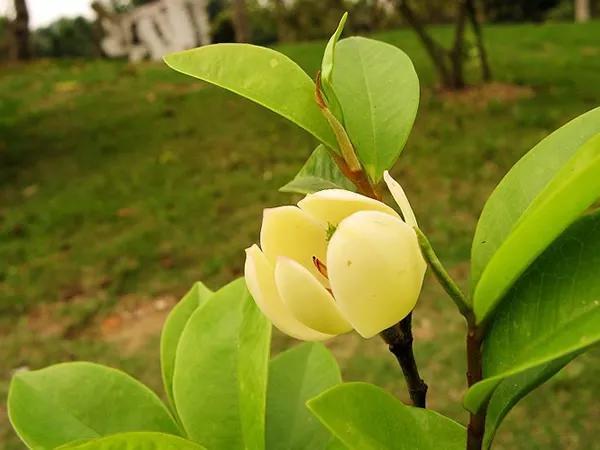 What are the symbolic meanings of the Michelia flower praised by Yang ...