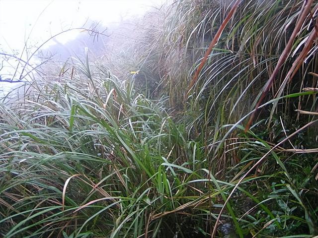 Three hundred years ago, the Great Journey to Western Taiwan - Reading ...