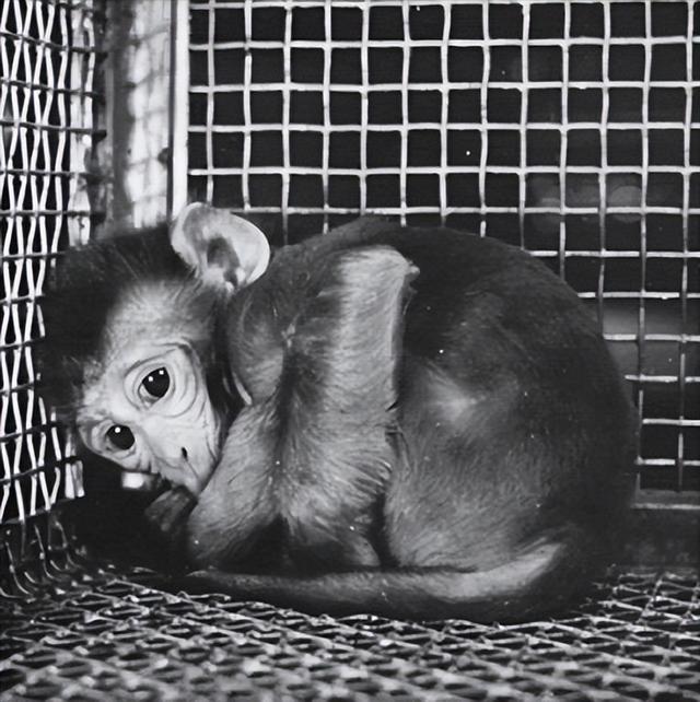 A cruel rhesus monkey experiment has saved hundreds of millions of ...