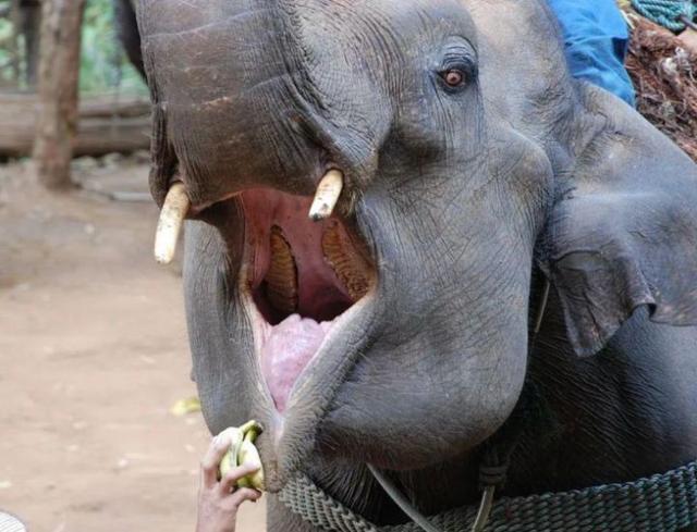 Does being bitten by an elephant hurt? - iMedia