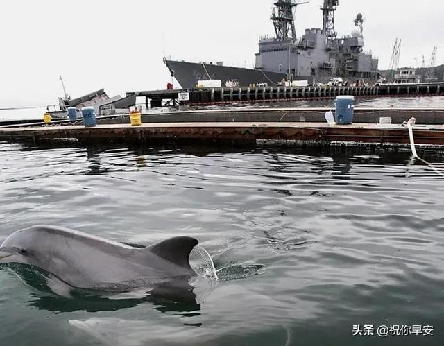 Military dolphin soldiers may have participated in Russian military ...