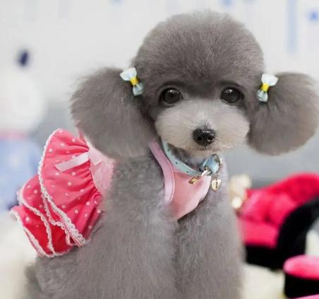 These 5 kinds of dogs are "very sticky"!Whoever sees it is envious - iMedia