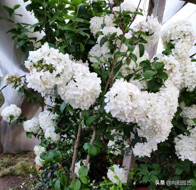 "Chinese wood hydrangea", blooming is super beautiful, maintenance is ...