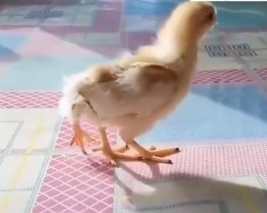 Three-legged chicken, four-eared cat and one more - iMedia