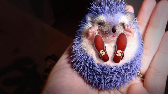 When a creature reaches supersonic speed, such as the little hedgehog ...