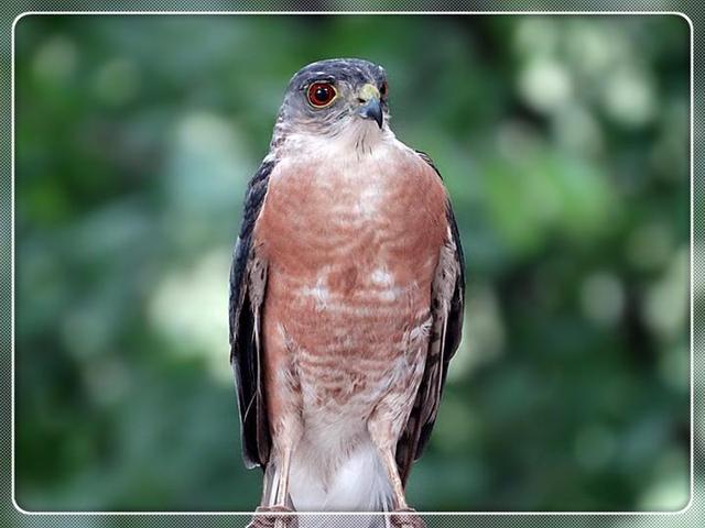 Animal Science: It is a small raptor, a sparrowhawk who is good at ...
