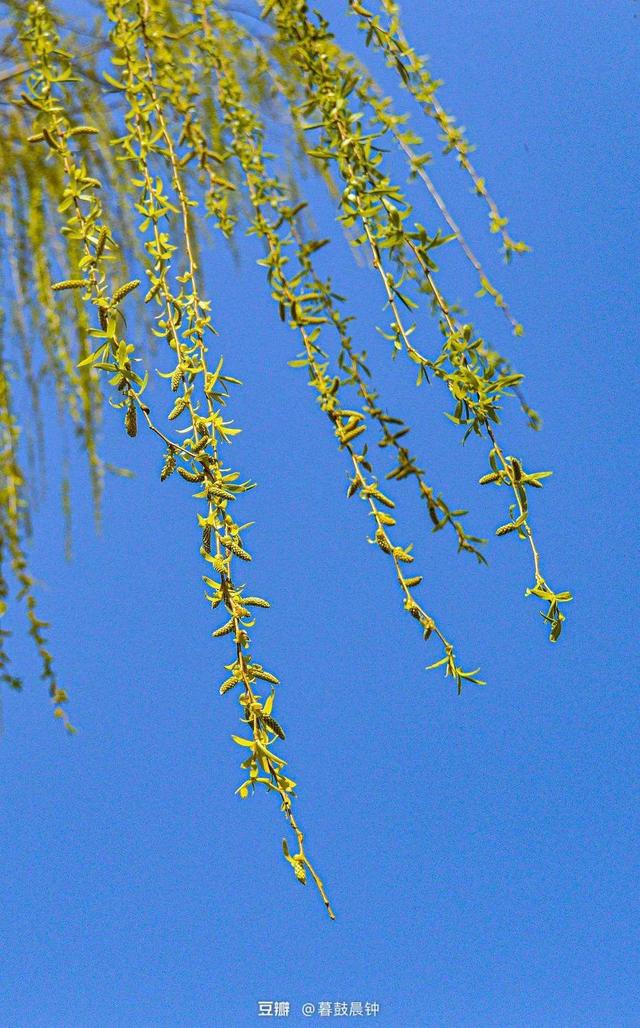 Soft Willow Branches (by He Shiliang) - iMedia