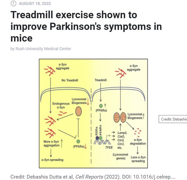 Treadmill exercise improves Parkinson's symptoms in mice, study shows ...