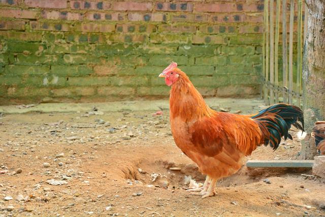 Why Chickens Need Calcium Supplements What Happens to Chickens ...