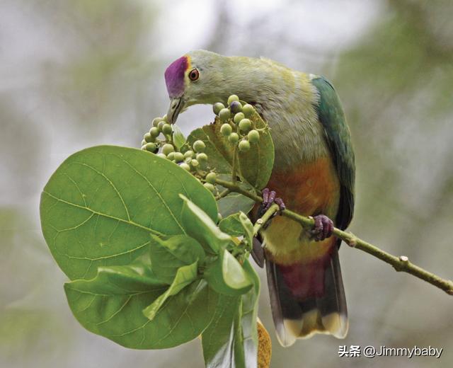 The legend of the world's national bird: Palau (PALAU) Pa Island fruit ...