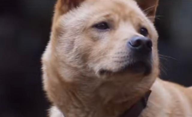 Feng Xiaogang reveals that the loyal dog Hachiko is a foodie - iMedia