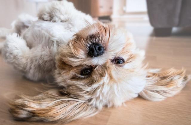 How to Get a Dog to Like You: The Complete Guide for Dog Lovers - iMedia