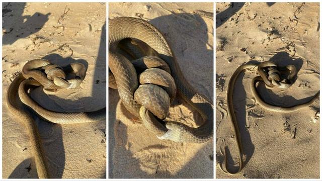 Horror pictures exposed! Australian man walks on the beach and sees 2 ...