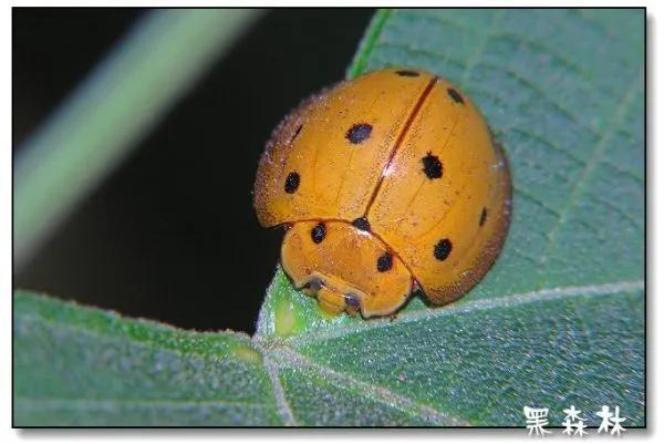 Take you to see the world's largest ladybug? - iMedia