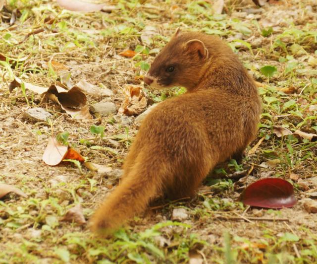 Why is the cunning weasel afraid of the big white goose?How lethal is ...
