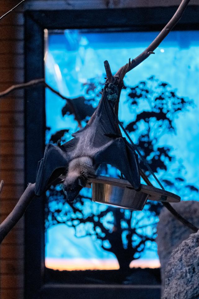 What is it like to be in an Italian zoo?see bats up close - iMedia