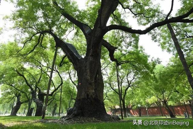 There are more than 7,000 ancient and famous trees on the central axis ...