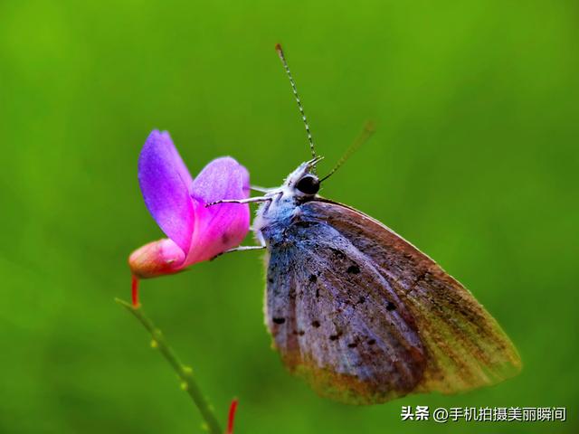 Mobile phone macro photography method of small insects - iMedia