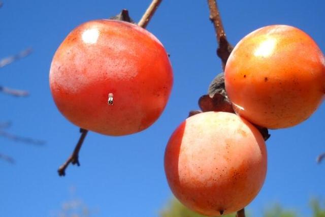 Fire gourd persimmons eat soft or hard?Is it the same variety as ...