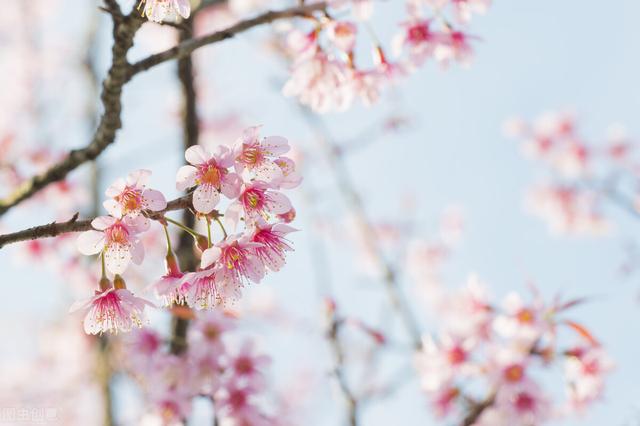 Don't Let Vernal Keratoconjunctivitis "Steal" Chunhe Jingming - iMedia