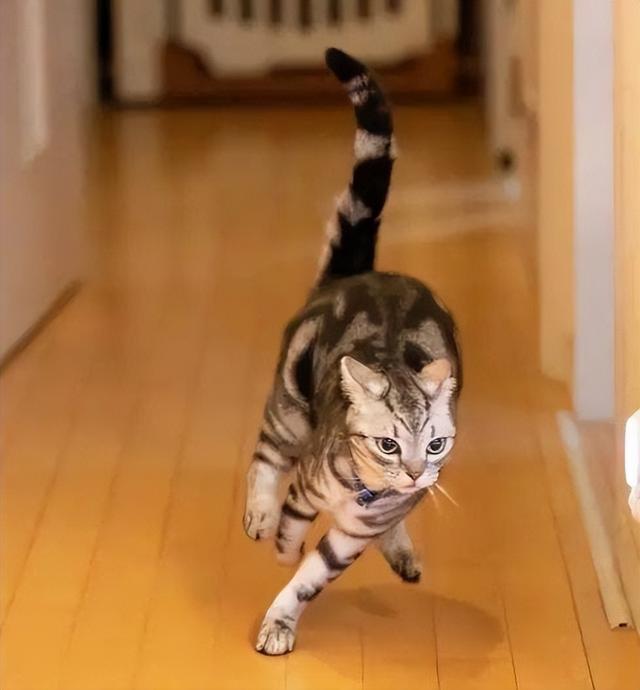 Do you know the six reasons why cats suddenly run wild? - iMedia