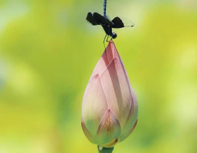 Poems describing lotus flowers (50 sentences in total) - iMedia