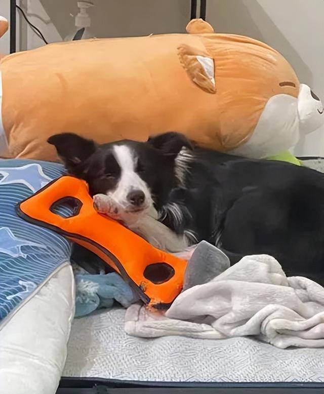 The owner brushed Bianmu's teeth, and discovered a secret: which dog ...