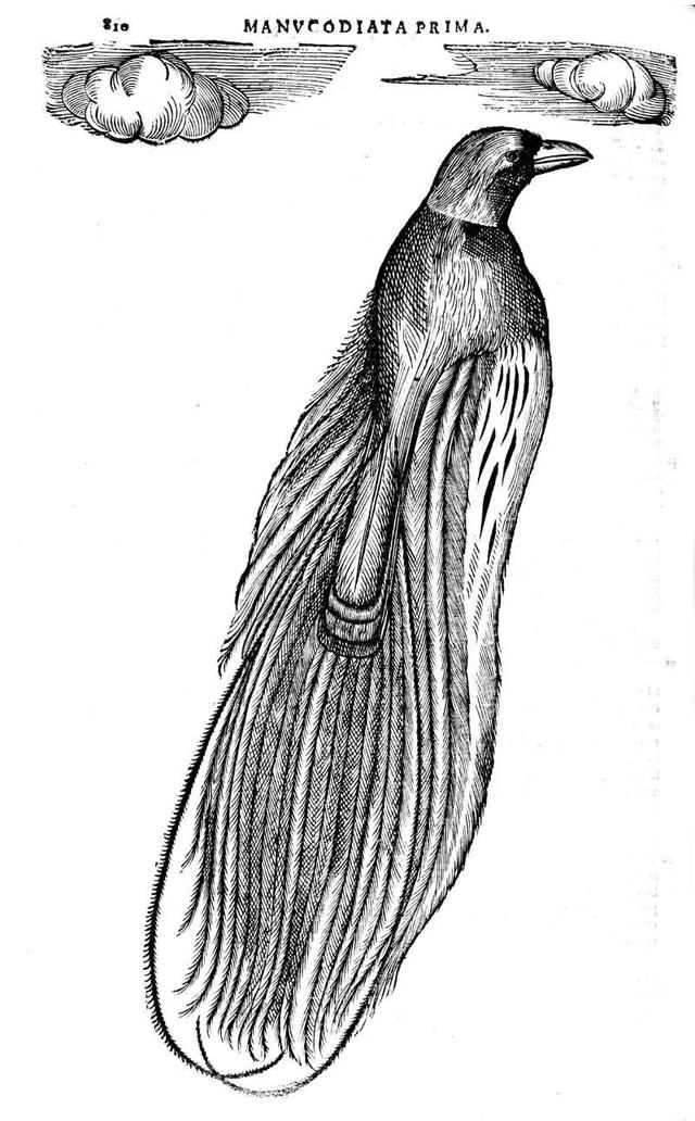 Ah Fei, we really saw the "footless" bird - iMedia