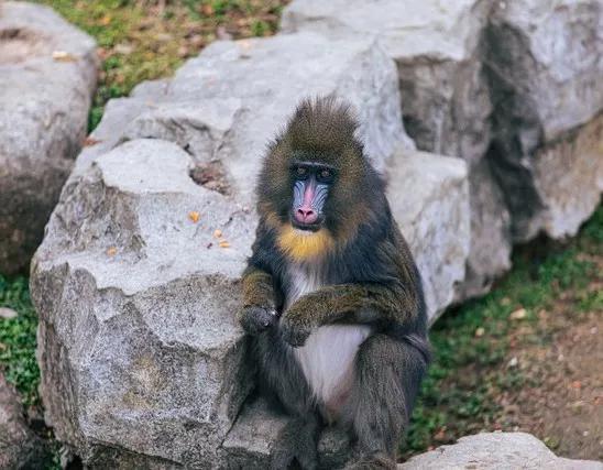 The main character of my childhood story, a mandrill - iMedia