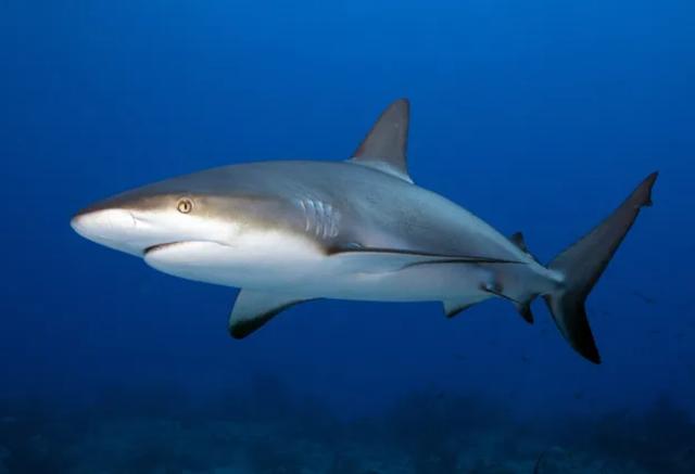 Two female sharks lived together for 10 years, and one of them gave ...