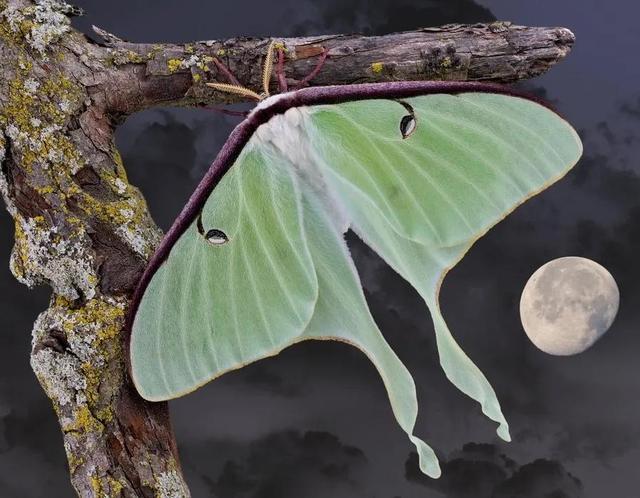 The 15 shortest-lived animals in the world, the first is only five ...