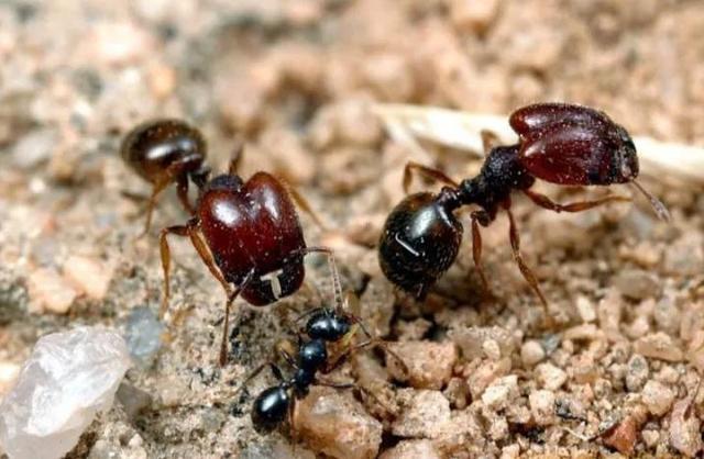 The biggest difference between humans and ants - iMedia