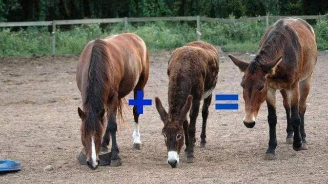 Is it an anecdote for mules to give birth?Why is it said that a mule is ...