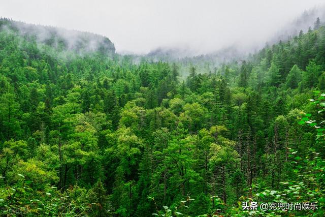 mysterious underground forest - iMedia