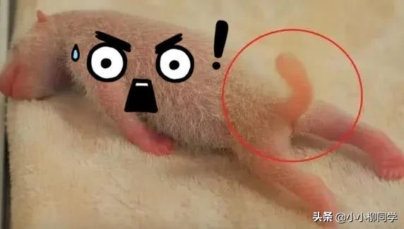 Babies have tails when they breed on their stomachs. Why do humans have ...