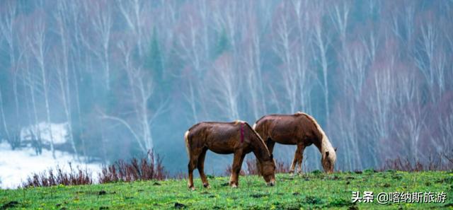 Kanas is going to spring successfully? - iMedia