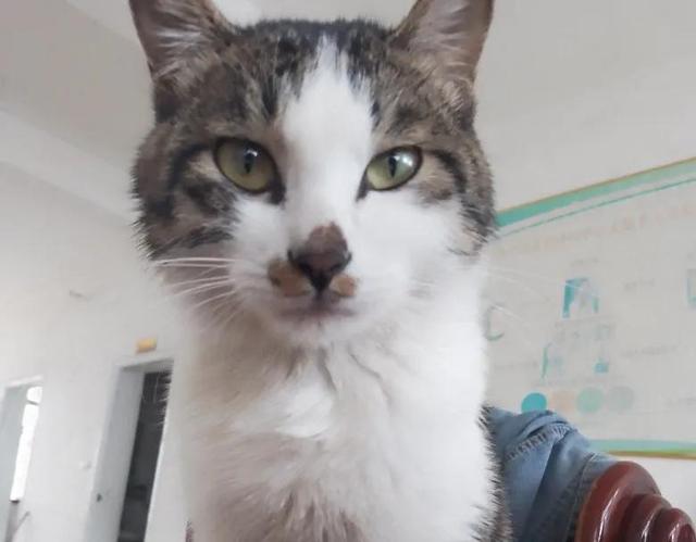 A cat's "epitaph" - iMedia